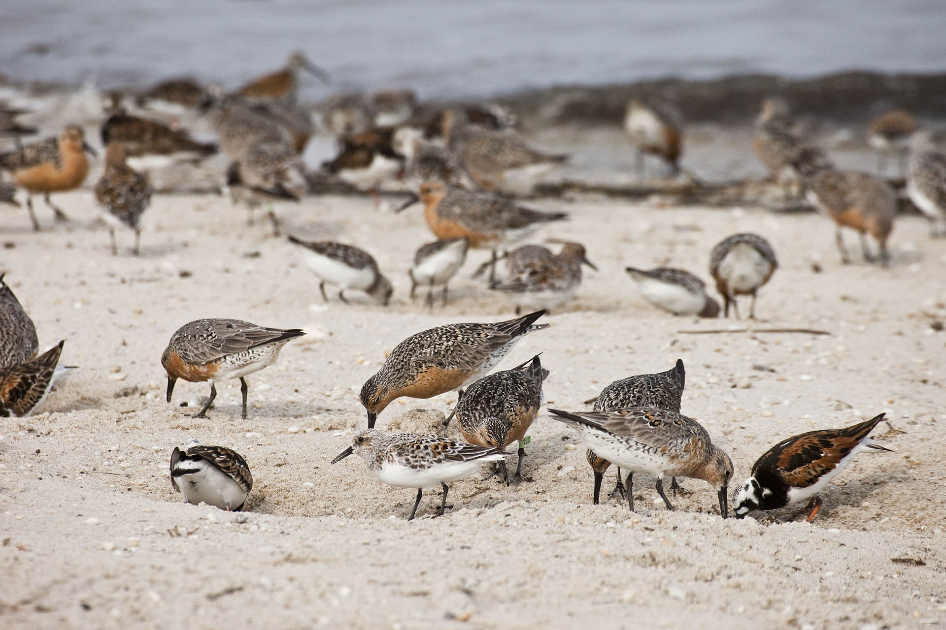 Goals – Horseshoe Crab Recovery Coalition